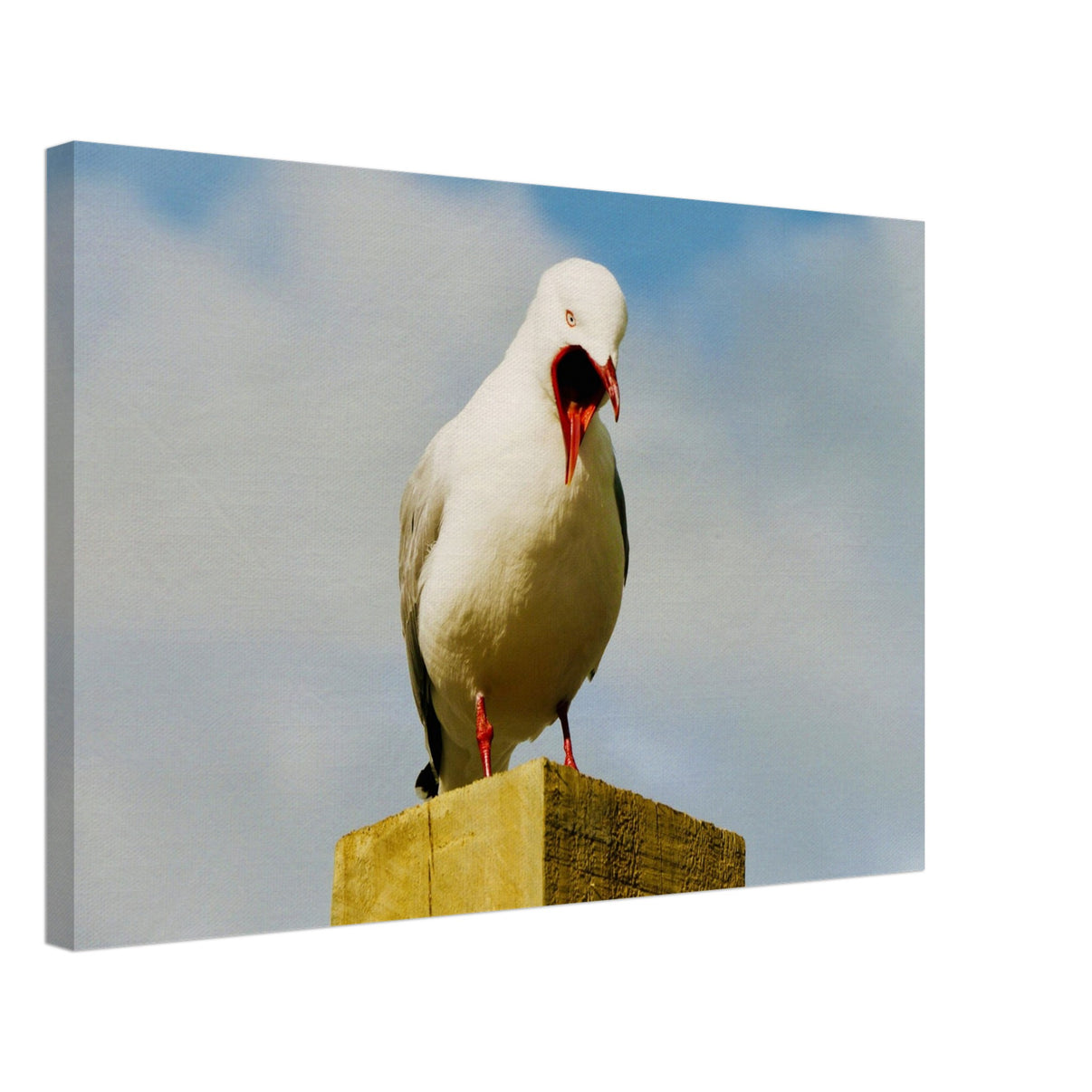 The Squawking Seagull Canvas – Piwaka Prints